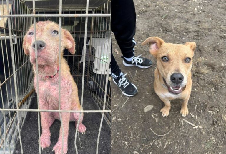 Filling a vital need by rescuing and rehabilitating dogs | BrantBeacon