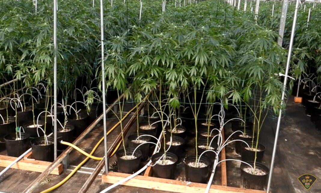 Brantford resident charged after OPP seize illegal cannabis | BrantBeacon